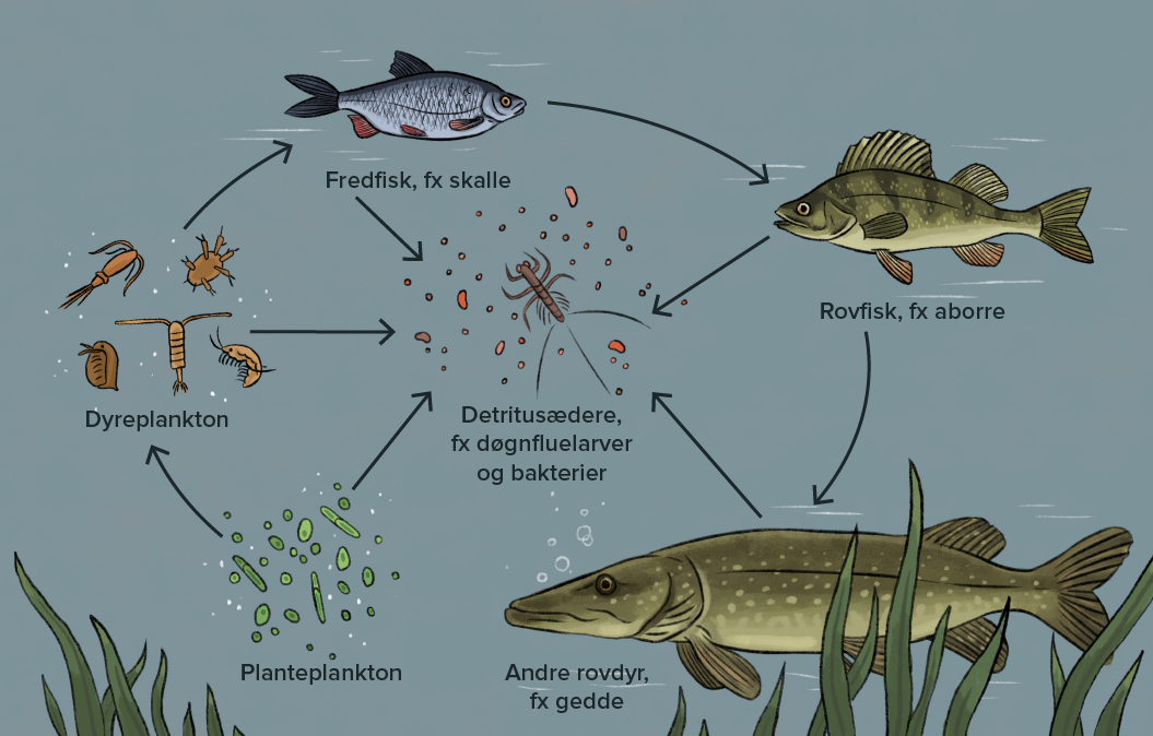 Fødekæder i ferskvand