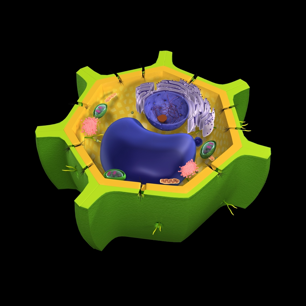 På opdagelse i cellens indre - undervisningsmateriale til biologi